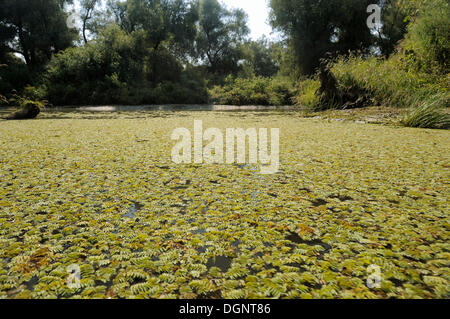 Floating Moss, Floating Fern (Salvinia natans). Leaves lying on the ...