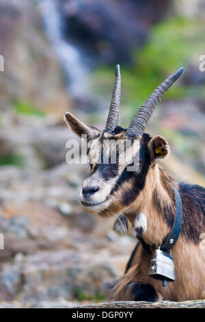 Italian Goat (South Tirol, Italy Stock Photo - Alamy