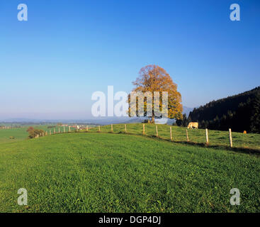 Pasture landscape with tree at Seeg, Ostallgaeu district, Bavaria Stock ...