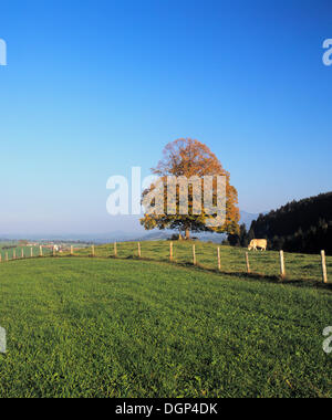 Pasture landscape with tree at Seeg, Ostallgaeu district, Bavaria Stock ...