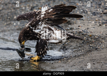 Bald Eagle Ripping into a Fish Stock Photo - Alamy