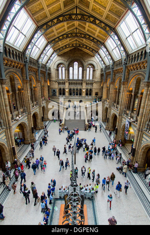 The Grand entrance hall, Natural History Museum South Kensington London ...