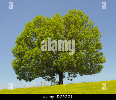 single big ash tree in field with perfect treetop Stock Photo - Alamy