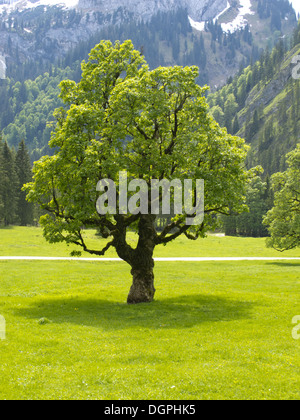 single big old maple tree at spring Stock Photo - Alamy