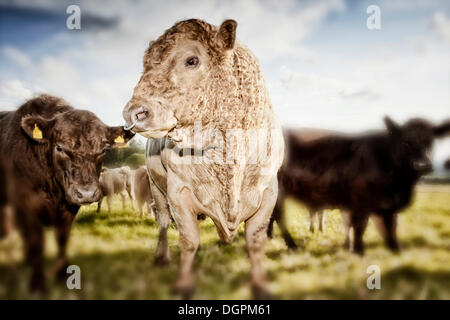 German Angus Cattle (Bos taurus), young red bull on a pasture Stock ...