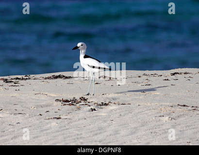 Crab plover birds on the seashore Stock Photo - Alamy