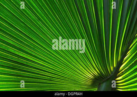 Fan-shaped palm tree (Arecaceae), close-up Stock Photo - Alamy