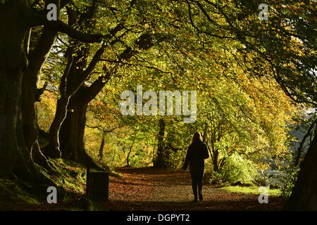Talkin Tarn, Brampton, Cumbria. 24th Oct, 2013. Autumn weather. Rowers ...