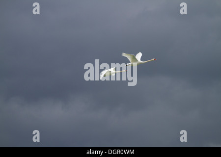 Mute Swan family in flight Stock Photo - Alamy