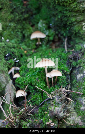 Small toadstools growing on a tree trunk Stock Photo - Alamy