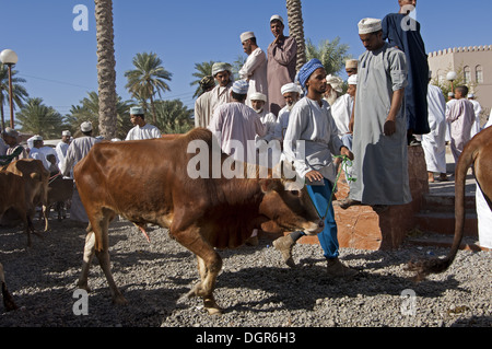 Livestock merchant with cattle at the livestock market, Nizwa ...