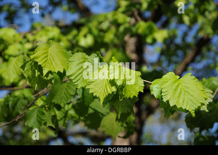 turkish hazel (Corylus colurna), young female infrutescences Stock ...