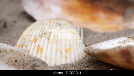 North Sea mussels just housing on the beach at Domburg in Holland Stock ...