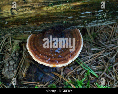 Mushroom ischnoderma benzoinum growing on a tree spruce Stock Photo - Alamy
