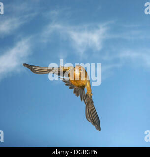 flight, wing, finch, fly, flies, flys, flying, flight, bird, green ...