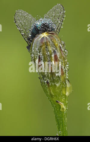 A closeup shot of a common Bottle Fly on an immature green blackberry ...