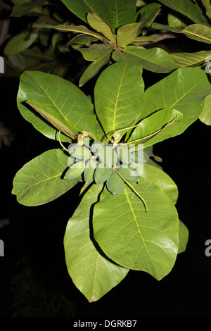 Tropical Tree Seed Pods, Ghana, West Africa Stock Photo - Alamy