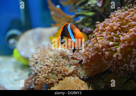 Cinnamon Clownfish (Cinnamon Anemonefish), Blue Reef Aquarium, Towan ...