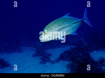 Bluefin trevally or jack, Caranx melampygus, Hawaii Stock Photo - Alamy