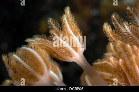 Pulsating Xenid (Heteroxenia fuscescens), Limasawa, -, Southern Leyte ...