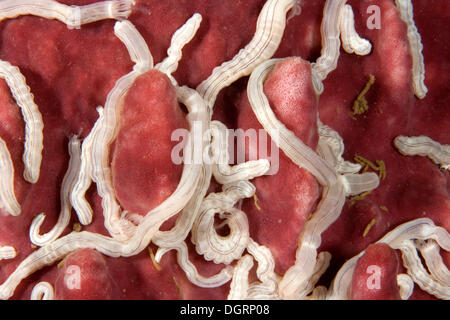 Lampert's Sea Cucumber Synaptula lamperti, Synaptidae Bali National ...