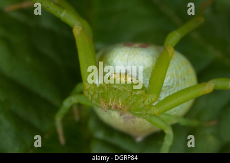 Triangle Crab Spider (Ebrechtella tricuspidata, Misumenops ...