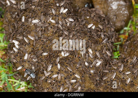lesser dung fly, small dung fly, lesser corpse fly, on horse droppings ...