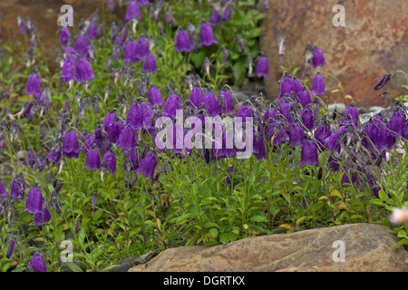 Dark Bellflower, Dunkle Glockenblume, Campanula pulla Stock Photo - Alamy