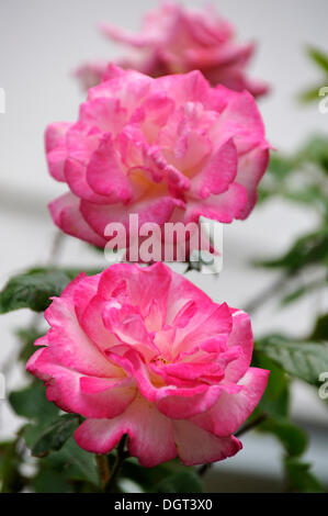 Closeup photo of magenta roses Stock Photo - Alamy