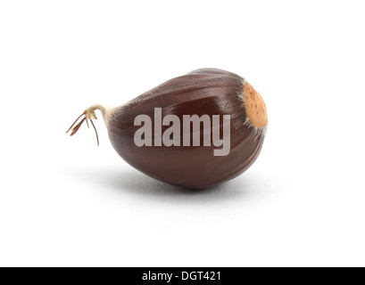 large fresh chestnut isolated on white soft shadows high res Stock ...