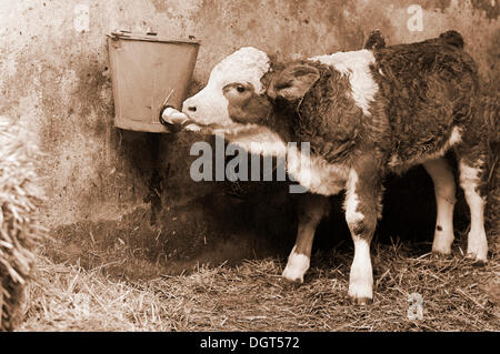 Calves sucking the milk from the cow in the Piedmont pastures in Italy ...