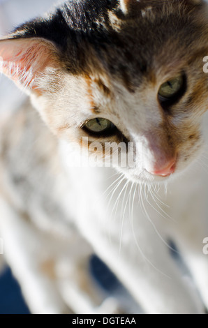 A closeup image of a wide-eyed tabby Stock Photo - Alamy