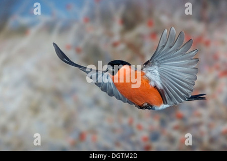 Bullfinch (Pyrrhula pyrrhula), male in flight in front of a feeding ...