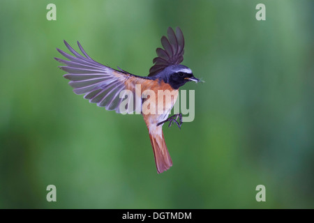 Redstart (Phoenicurus), male, Thuringia Stock Photo - Alamy