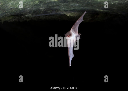 Long-fingered bat, Myotis capaccinii in flight Stock Photo - Alamy