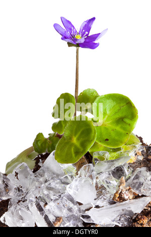 Snowdrop, growing from ice Stock Photo - Alamy