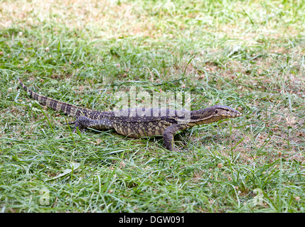 Huge monitor lizard Stock Photo - Alamy