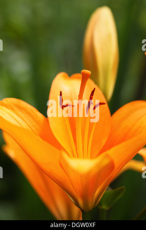 Single yellow lily flower head Stock Photo - Alamy