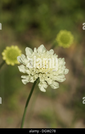 yellow scabious, scabiosa ochroleuca Stock Photo - Alamy