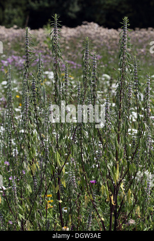 Leonura cardiaca, Motherwort Stock Photo - Alamy