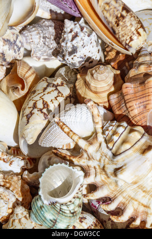 Collection of colored shells on the beach Stock Photo - Alamy