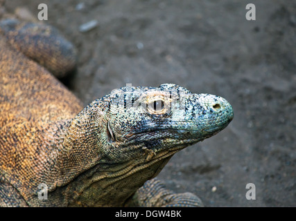 Huge monitor lizard on grey sand Stock Photo - Alamy