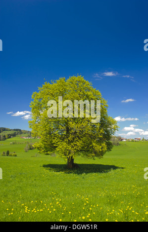 single big old beech tree at spring Stock Photo - Alamy