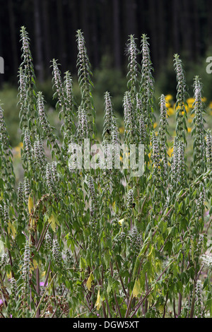 Leonura cardiaca, Motherwort Stock Photo - Alamy