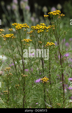 tansy (Tanacetum vulgare) Plantae Stock Photo - Alamy