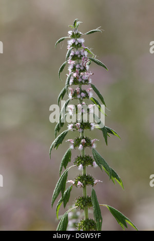 Medicinal plants, herbs motherwort Blooming Leonurus cardiaca or ...
