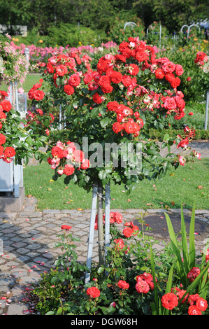 Rosa Planten un Blomen, Hybrid-Rose Stock Photo - Alamy