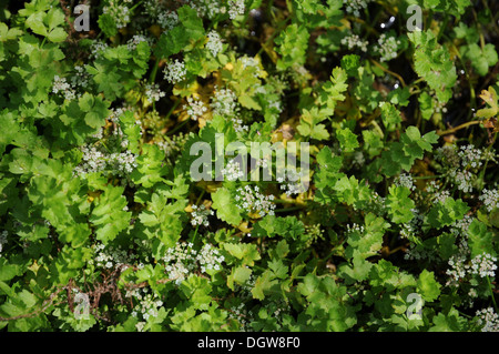 Fool's Watercress - Apium nodiflorum Stock Photo - Alamy