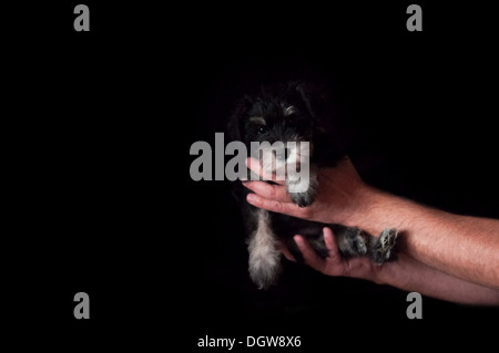 schnauzer puppy in hands isolated on black background Stock Photo - Alamy