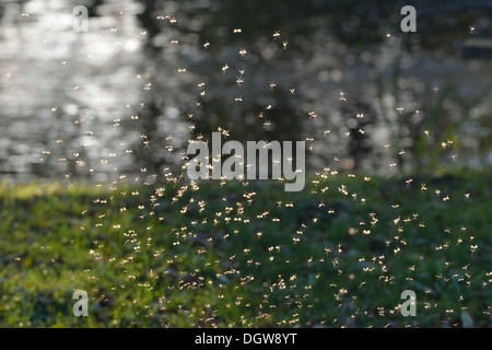 Flying insects swarming over river Nybroån Stock Photo - Alamy